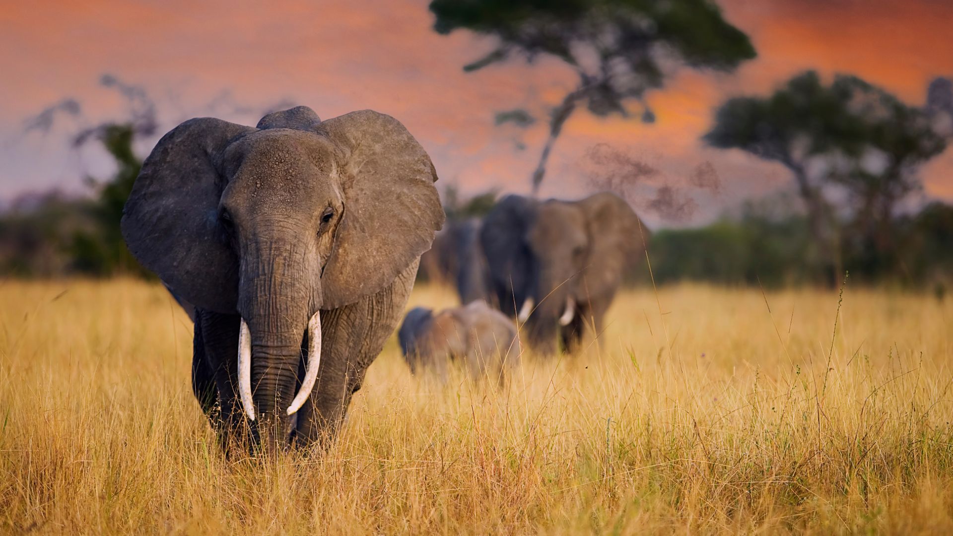 Tanzania Adventure with Lemala Lodges | 2024 / 2025 | Travelbag