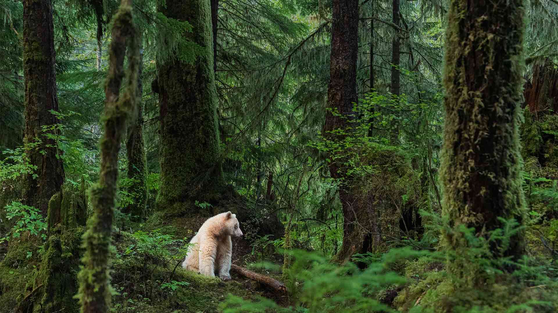 Find Yourself in British Columbia | 2026 / 2027 | Travelbag