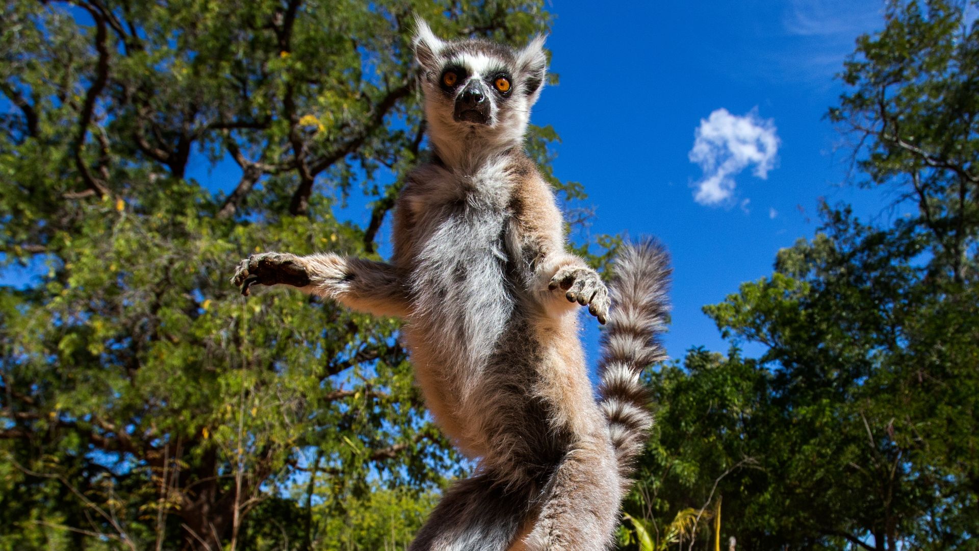 Highlights of Madagascar | 2026 / 2027 | Travelbag