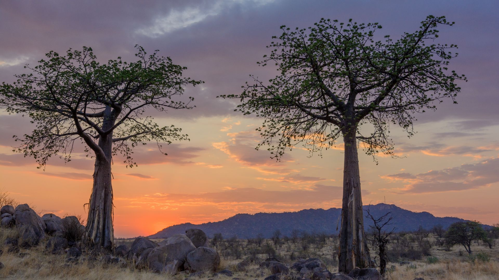 Ruaha National Park Holidays | 2025 / 2026 | Travelbag