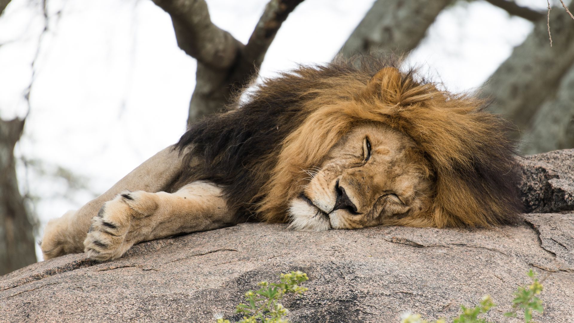 8 Day Simba Safari | 2024 / 2025 | Travelbag