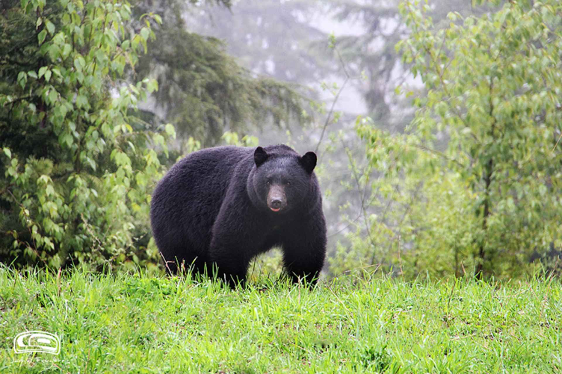 Afternoon Bear Viewing by Land Rover | 2026 / 2027 | Travelbag