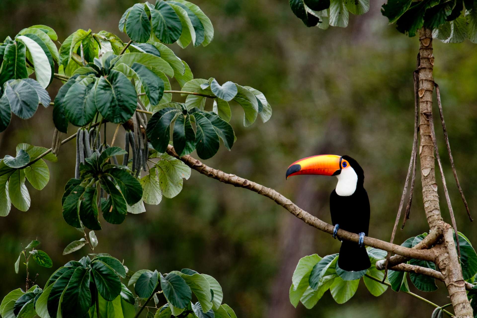 The Amazon Holidays | 2026 / 2027 | Travelbag