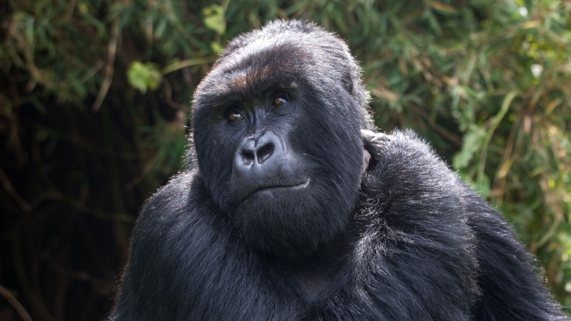 Rwanda Holidays | 2026 / 2027 | Travelbag